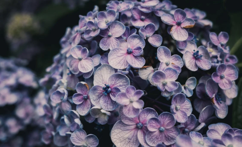 Bunga yang Indah, tapi Beracun di Dunia – Pasundan Ekspres