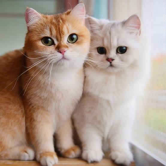 Pup Kucing Berdarah? Jangan Panik, Ini Ciri-Ciri Penyebab Dan Cara ...