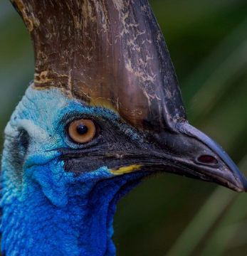Burung Kasuari, Spesies Burung Paling Berbahaya Didunia – Pasundan Ekspres