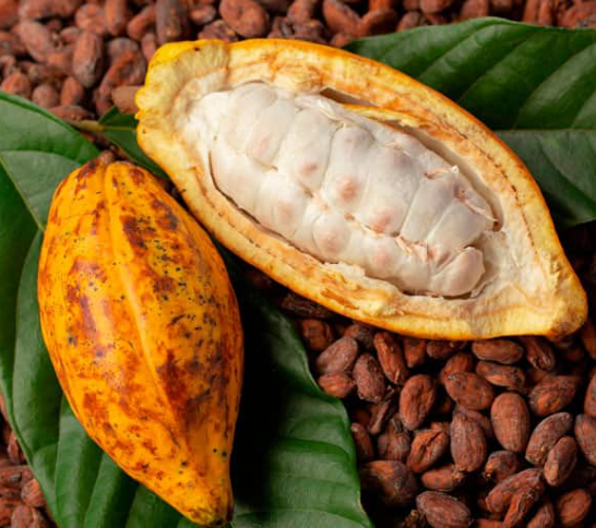 Sudah Tahu Perbedaan Cocoa dan Cacao? Simak, Yuk! – Pasundan Ekspres