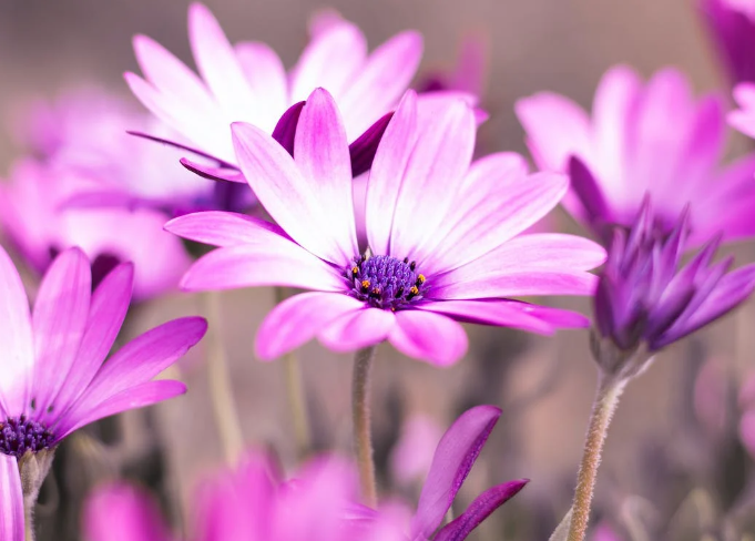 Bunga Daisy dan Fakta Menarik di Dalamnya – Pasundan Ekspres