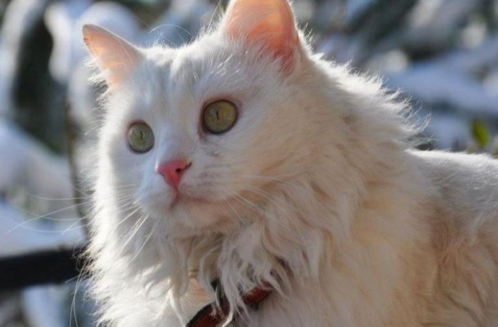 Cara Merawat Kucing Angora Agar Tetap Sehat dan Bahagia – Pasundan Ekspres