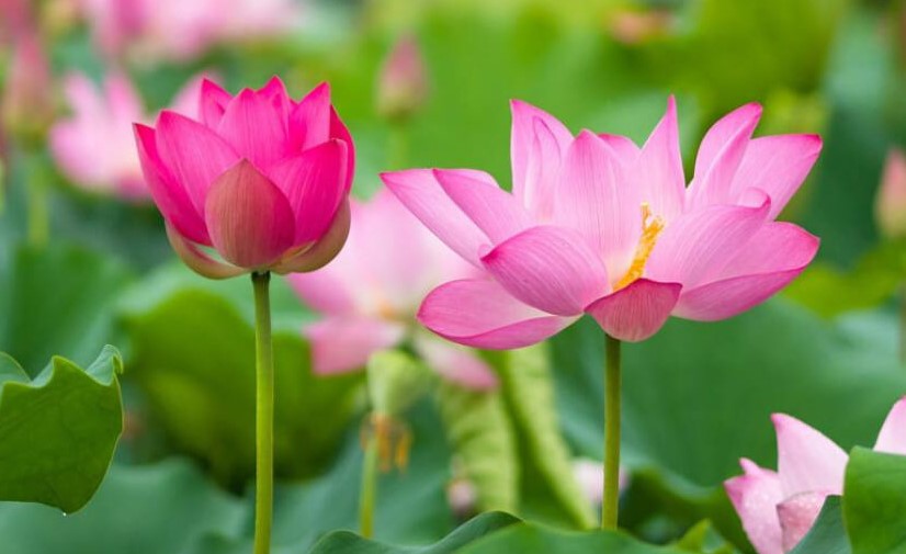 Belajar tentang Makna-makna Kehidupan dari Bunga Lotus – Pasundan Ekspres