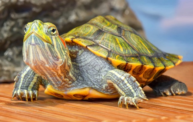 Kura-kura sebagai Hewan Peliharaan: Mengenal Jenis dan Perawatannya yang Efektif – Pasundan Ekspres