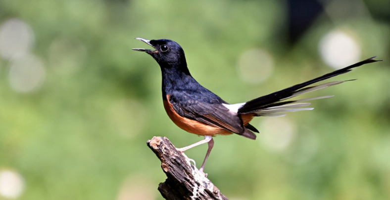 Burung Murai Keindahan dan Keunikan di Dunia Burung, Menjadikan Burung ...
