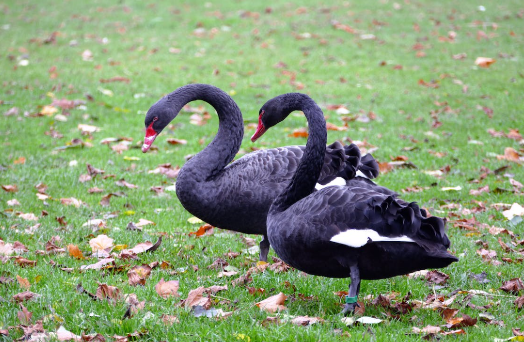 Fakta Menarik Tentang Cygnus Atratus atau Angsa Hitam – Pasundan Ekspres
