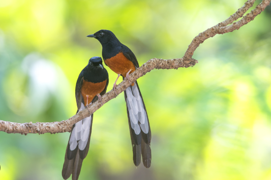 Burung Murai Dengan Perbedaan Antara Betina dan Jantan – Pasundan Ekspres