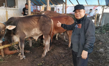 Berkualitas dan Sehat! 5 Sapi Kurban Terbaik 2023, Agar Dapat Memenuhi ...