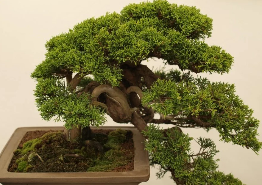 Cara Membuat Bonsai Gaya Miring Unik dan Indah, Cek Cara-caranya Disini ...
