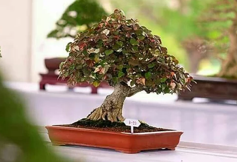 Cara Paling Simple Pembuatan Bonsai Waru Merah Untuk Pemula – Pasundan ...