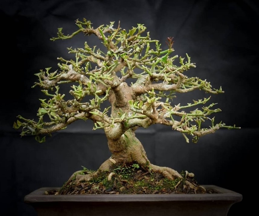 Tengok 6 Cara Menanam Bonsai Jeruk Kingkit yang Benar, Biar Harga ...