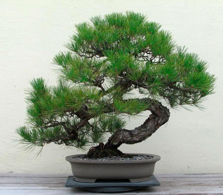Macam-macam Harga Pinus Bonsai: Ada dari yang Receh sampai Jutaan ...