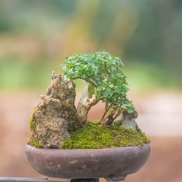 Mikro Bonsai Sancang, Tanaman Bonsai Paling Unik dan Cantik, Temukan ...