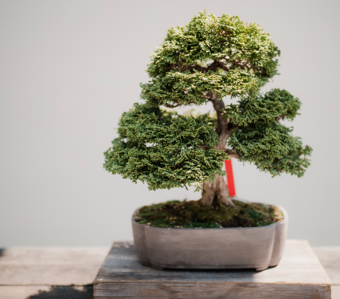 5 Manfaat Menanam Bonsai di Halaman Rumah Untuk Kesehatan Dan Kehidupan ...