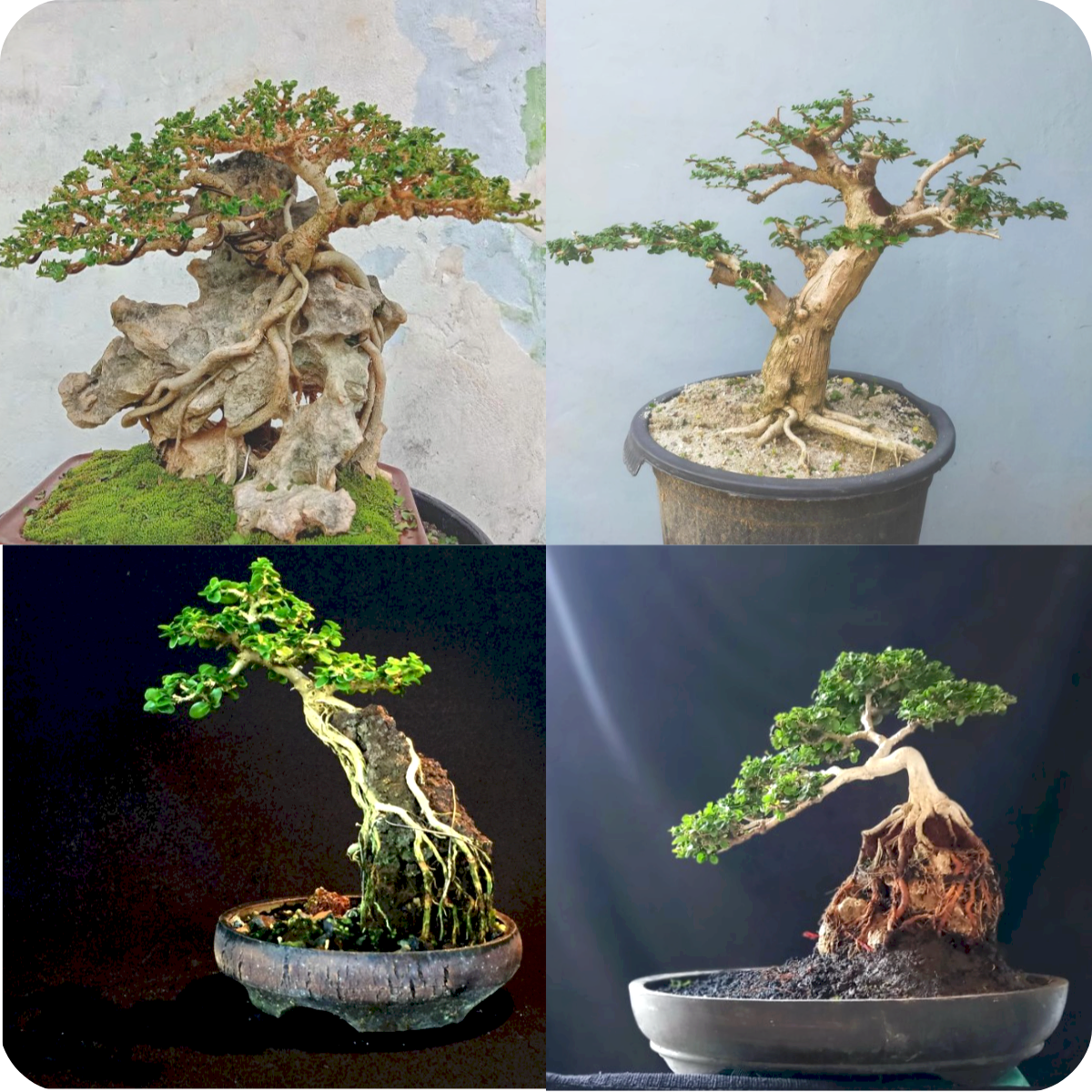 Bonsai Bonsai mini: 10 Pilihan Bonsai Mini Unik Hingga Harga pasaran ...