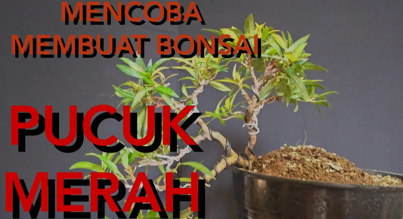 Cara Membuat Bonsai Pucuk Merah yang Menawan dan Sederhana – Pasundan ...