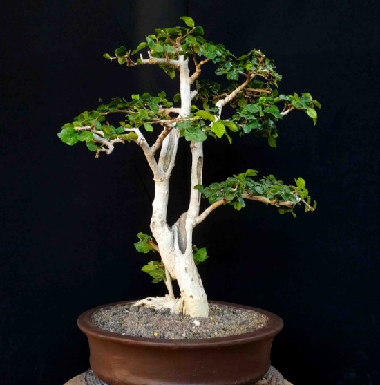 Ini Dia Cara Membuat Bonsai Serut Terbaik Yang Bisa Jadi Hiasan Di ...