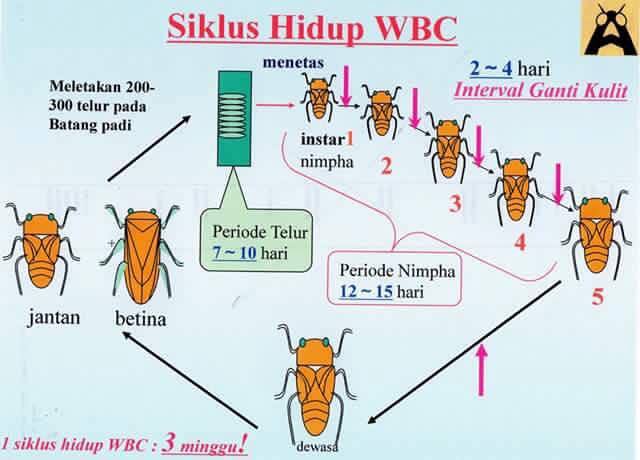 Hama Wereng, Tantangan Petani Padi – Laman 2 – Pasundan Ekspres