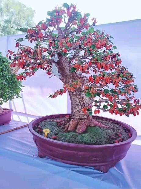 5 Cara Menanam Bonsai Murbei yang Mudah dan Benar – Pasundan Ekspres