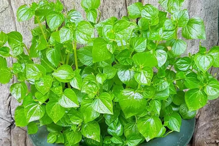 5 Manfaat Daun Sirih Cina untuk Wajah, Cek 5 Manfaatnya Disini ...