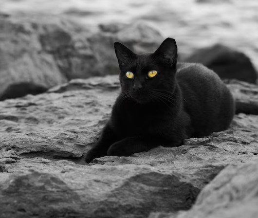 6 Fakta Unik Kucing Hitam, Hewan Menggemaskan yang Bisa Bawa ...