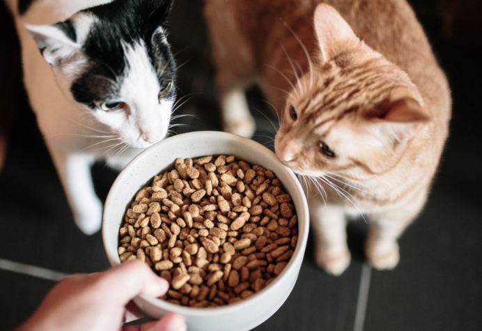 Solusi Berkualitas 3 Dry Food Kucing Rumah! Bikin Anabul Mu Sehat ...