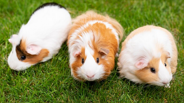 6 Cara Memelihara Marmut dengan Baik, Hewan Pengerat yang Tubuhnya ...