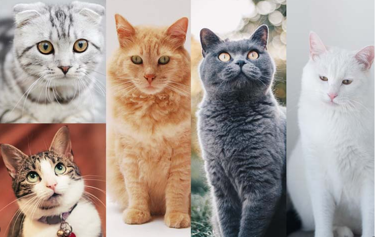 Tips 3 Cara Membedakan Ras Kucing Untuk Pemula Yang Wajib Kamu Tau! – Pasundan Ekspres