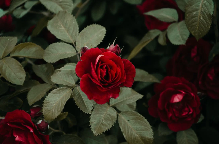 Temukan Makna Bunga Mawar Berdasarkan Warnanya, Benarkah Selain Cinta ...