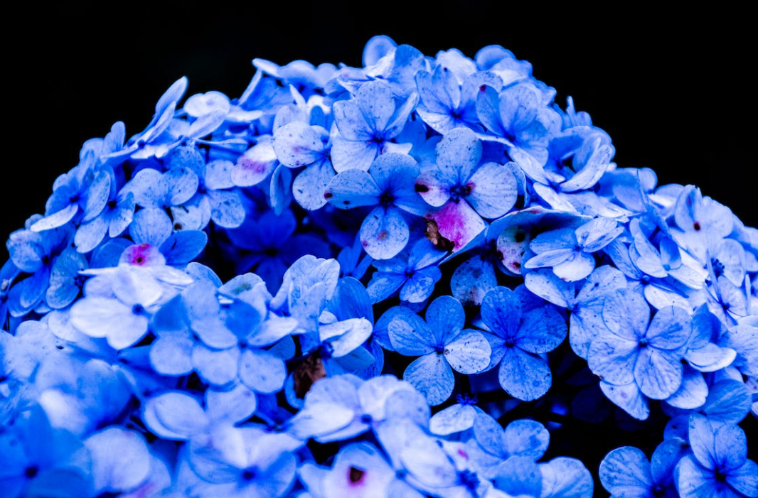 Makna Bunga Hydrangea dengan Warna Kelopaknya yang Mempesona – Pasundan ...