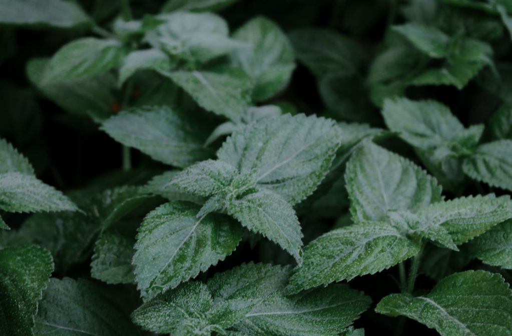 5 Daun Herbal Penyangkal Penyakit, si Paling Menyehatkan Tubuh ...