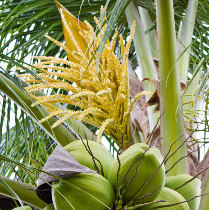5 Manfaat Bunga Kelapa yang Cantik, Bisa untuk Relaksasi Aromaterapi ...