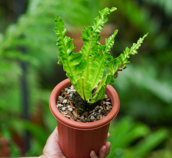 5 Jenis Tanaman Pakis Mahal di Dunia, Harganya Bikin Melongo – Pasundan ...