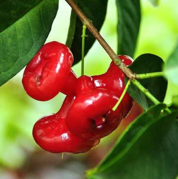 Trik Rahasia Petani Sukses Budidaya Jambu Kancing Berkualitas Tinggi ...