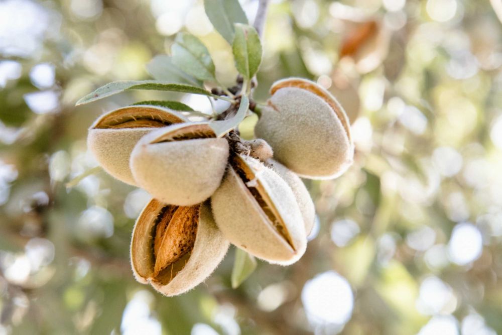 Cara Menanam dan Merawat Pohon Almond yang Gampang Banget! – Pasundan ...