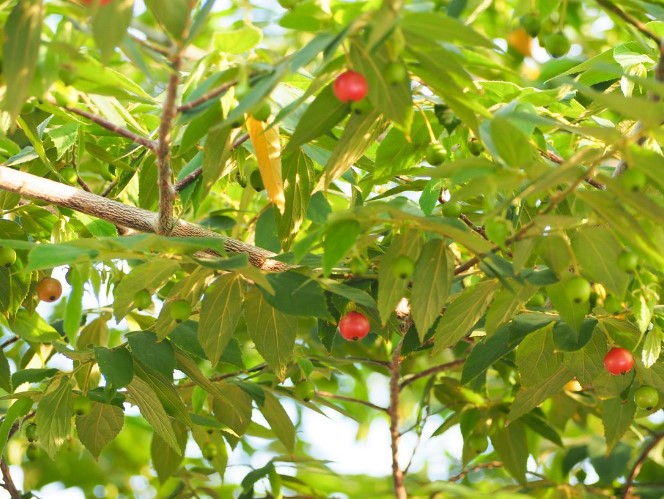 Ajaib! 6 Manfaat Pohon Kersen dan Buahnya untuk Kesehatan – Pasundan ...