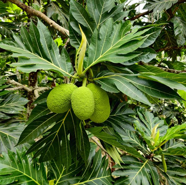 Kali ini Tentang Pohon Sukun, si Serba Bisa Dibuat Apa Saja – Pasundan Ekspres