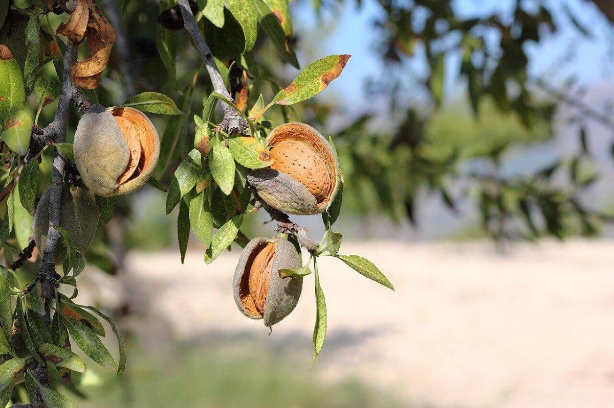 Pohon Kacang Almond, Si Kecil yang Kaya Manfaat – Pasundan Ekspres