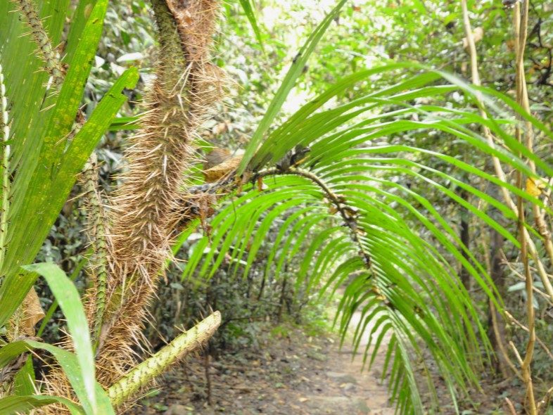 Mengenal Manfaat Pohon Rotan, Tanaman Berkualitas Tinggi yang Mudah ...