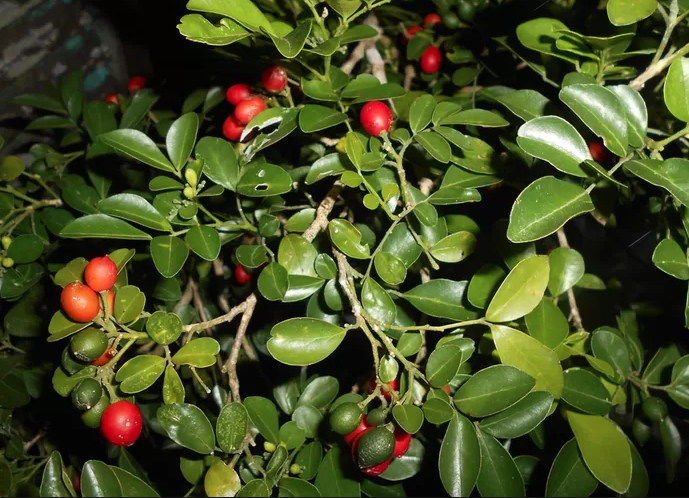 Mengulik 5 Manfaat Tanaman Kemuning untuk Kesehatan Tubuh, Khasiat 100% ...