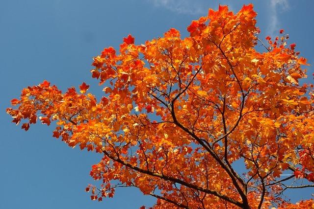 Gimana Cara Menanam dan Merawat Pohon Maple? Berikut Panduan Lengkapnya ...