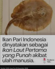 Ikan Pari Jawa Resmi Punah Menurut Daftar Merah IUCN: Dampak Buruk ...