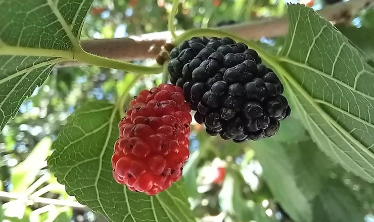 Ini Rahasia Khasiat Daun Murbei yang Jarang Diketahui Oleh Semua Orang ...