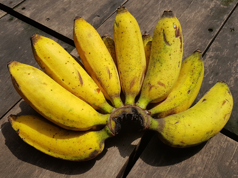4 Rekomendasi Pisang Untuk Buat Kue – Pasundan Ekspres