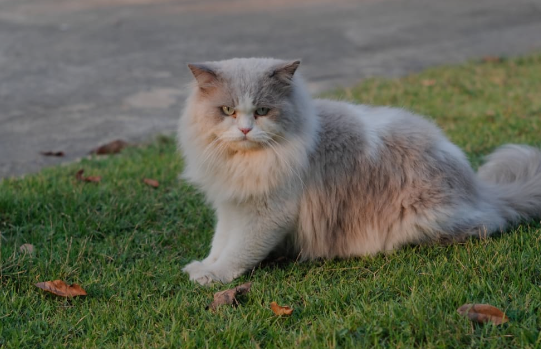 Wow! 4 Ciri Kucing Persia Medium yang Spesial, Nomor 4 Yang Paling ...