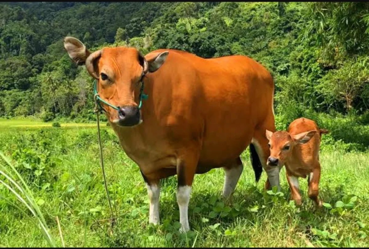 Membongkar Mitos Sapi Lemah! Fakta Sejarah dan Kekuatan Sebenarnya ...