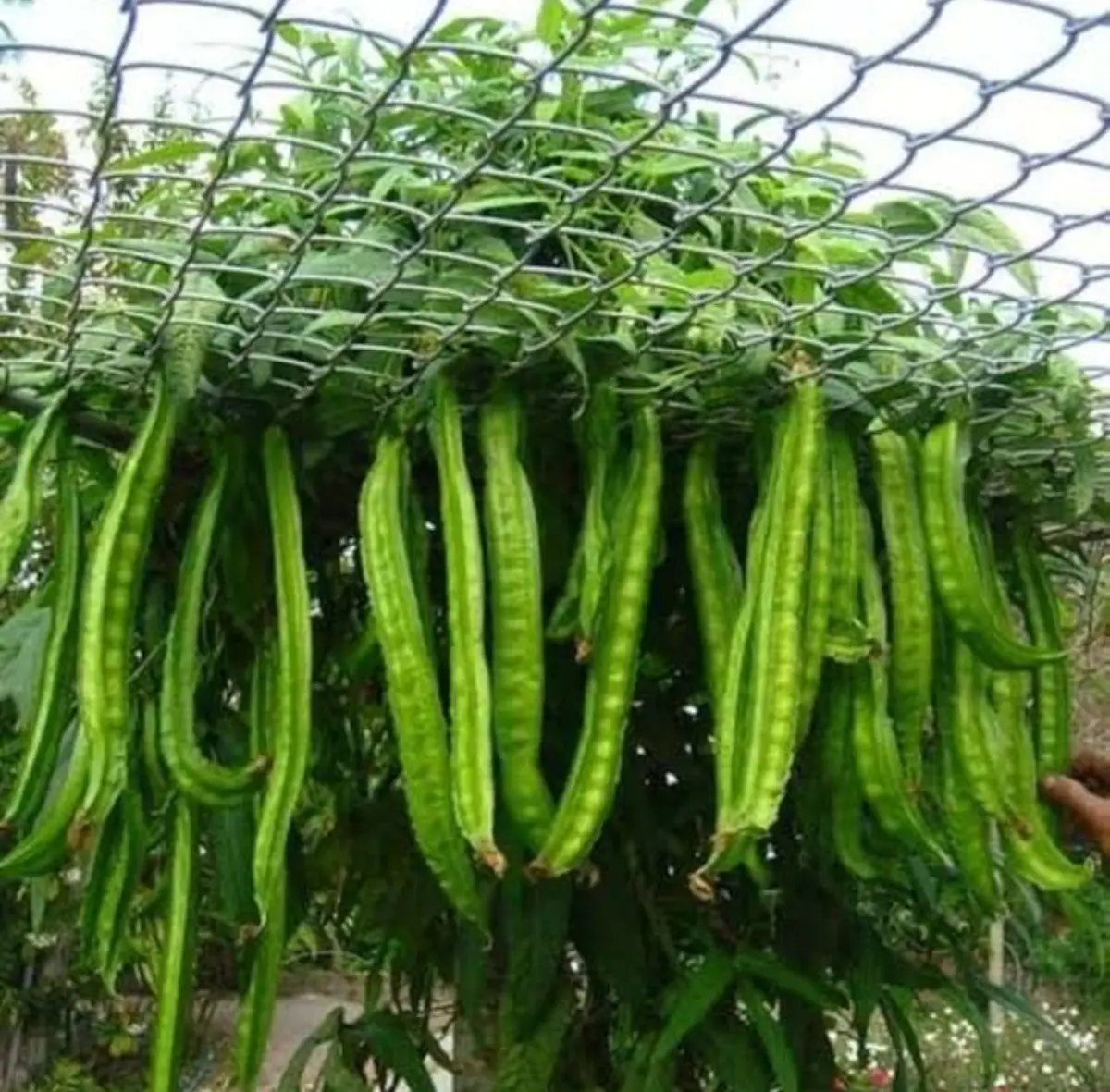 Resep Sayur Jaat! Si Hijau Merambat yang Kaya Rasa dan Gizi – Pasundan ...