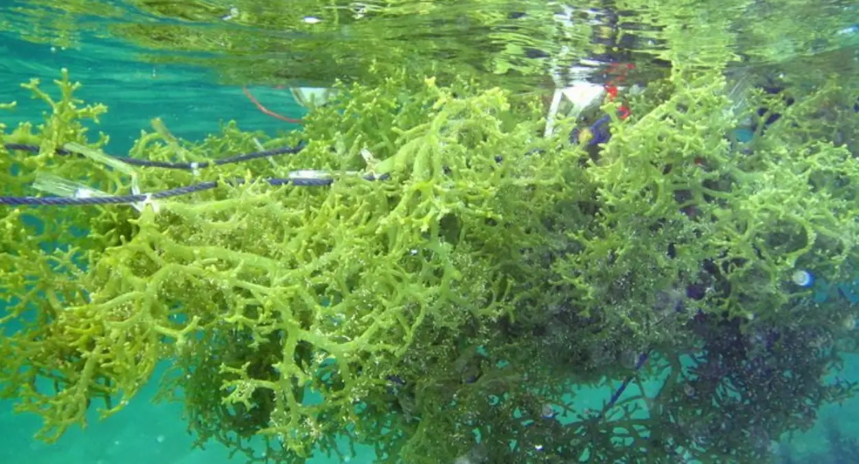 5 Jenis Rumput Laut yang Bisa Dimakan Ini Ternyata Enak Dimakan dan Kaya Manfaat! – Pasundan Ekspres