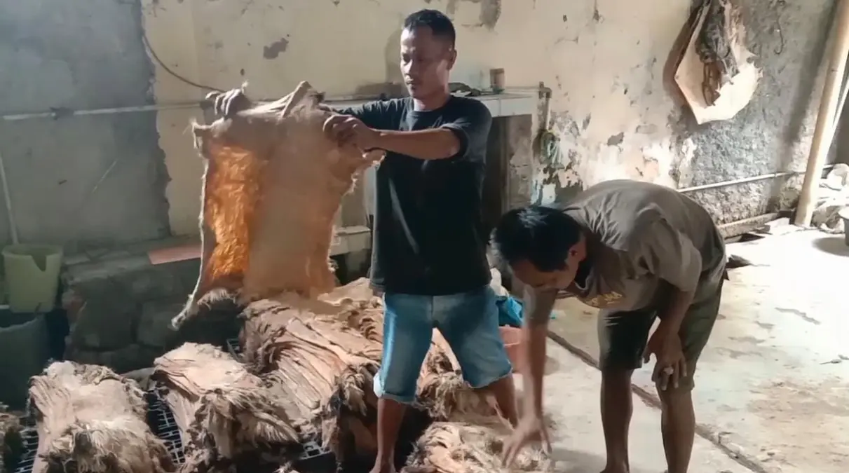 Pengepul Kulit Domba dan Kambing di Purwakarta Menjerit, Omzet Turun ...